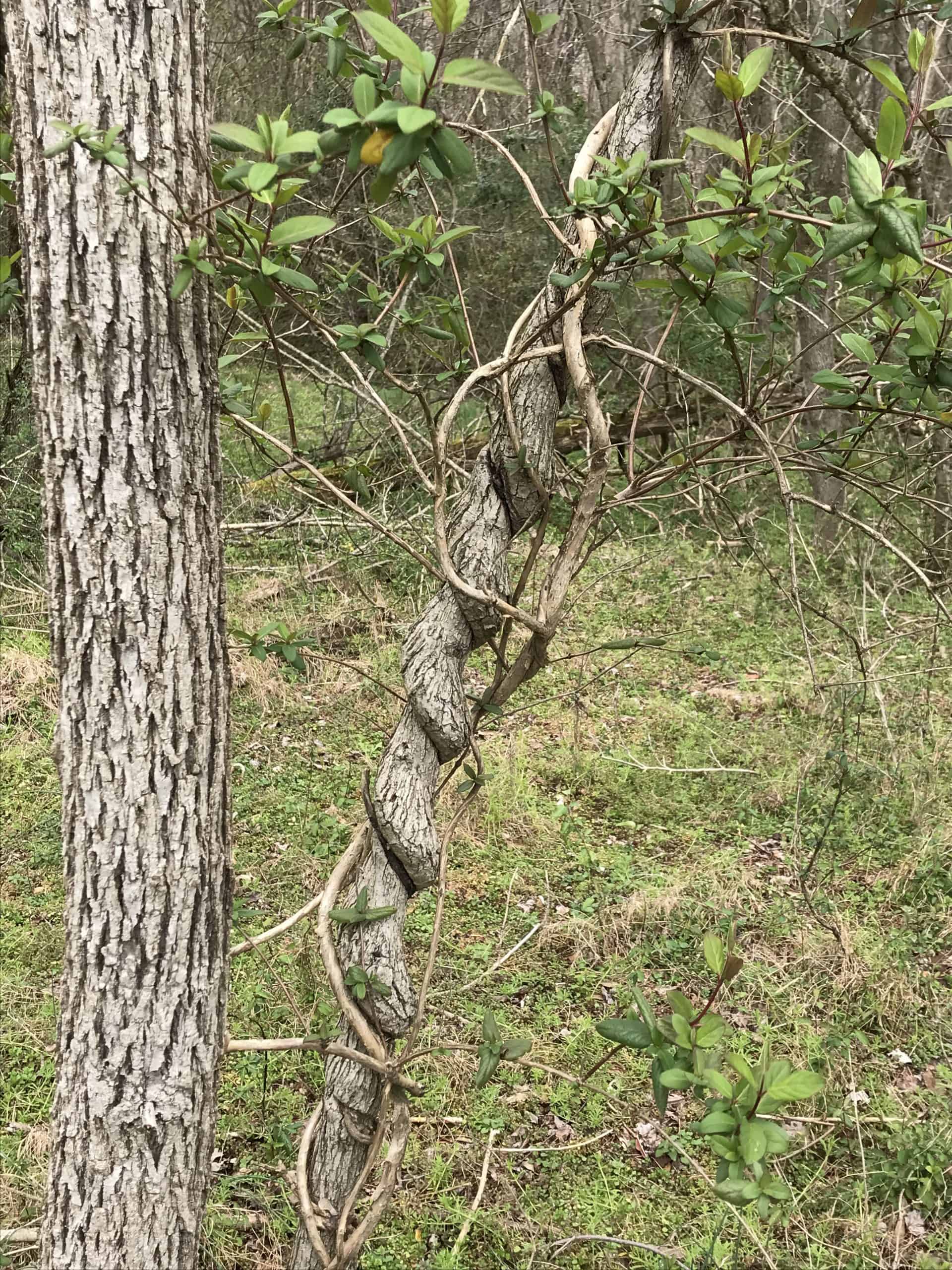 Vines that Entangle - Rebecca Parkinson